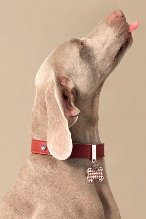 Tienda de Mascotas Online Pecheras, correas, collares para perros — La ...