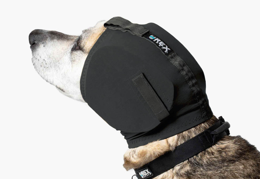 De Que Estan Hechas Las Orejas De Los Perros