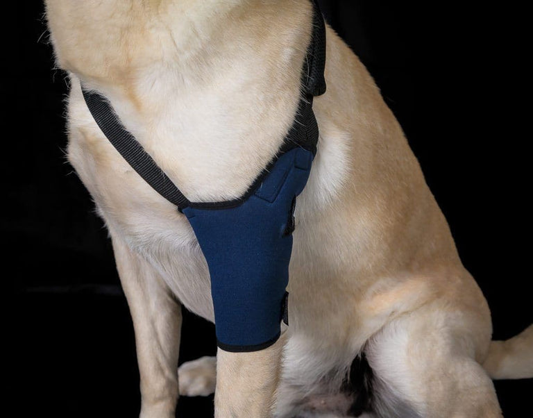 PRODUCTOS ORTOPEDICOS PARA PERRO — La Tienda de Frida & Chelsee